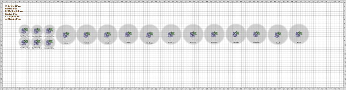 Garden Plan - 2013: Blueberry Patch