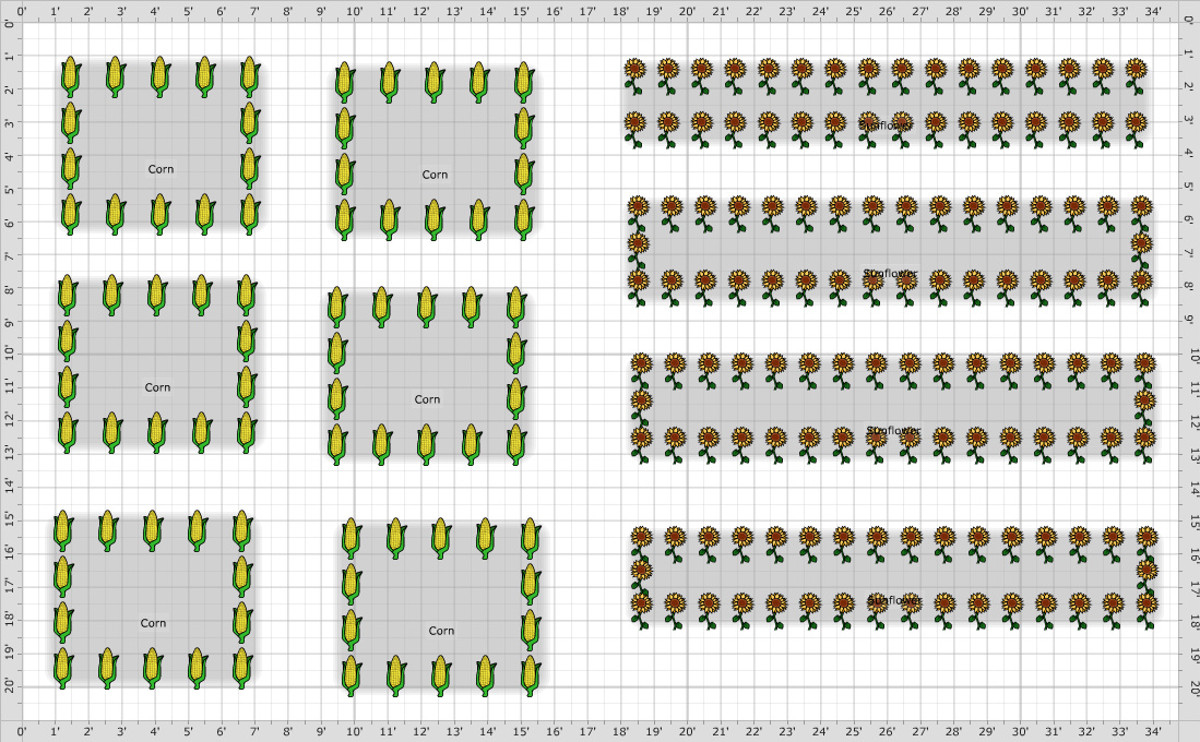 Garden Plan - 2020: Corn & Sunflower