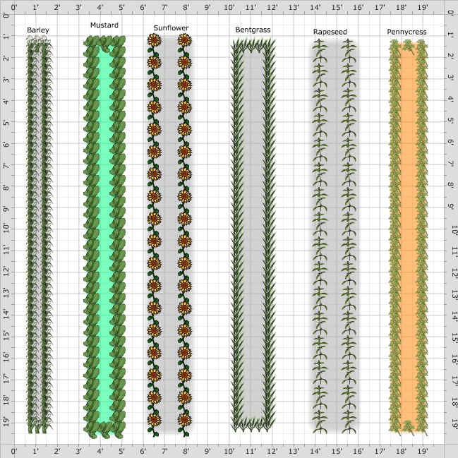 Garden Plan - 2013: Phytoremediation Crops