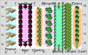 Garden Plan - 2013: Garden box 2