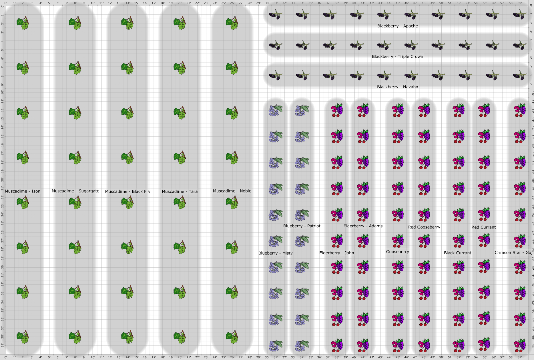 Garden Plan - 2015: Berries/Muscadines